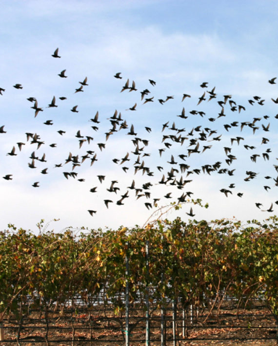 Critter Blaster PRO | Bird-X