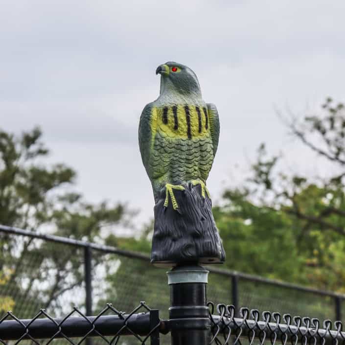 Falcon Predator Decoy | Scare Away Pest Birds | Bird-X
