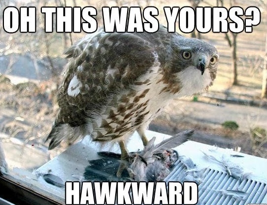 Hawk Meme | Bird-X
