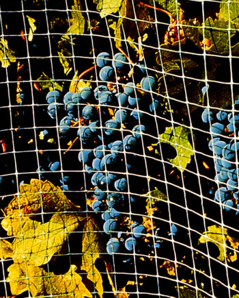 Bird Netting: Structural, Heavy Duty BirdNet | Bird-X