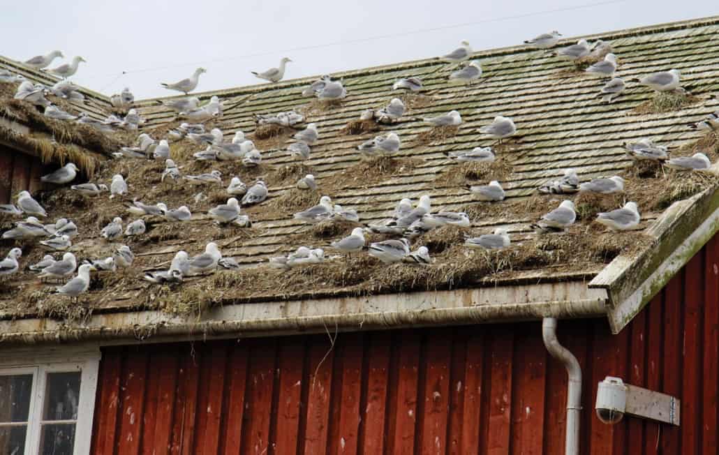 Seagulls: The Most Intelligent and Resourceful Seabird (and pest bird)