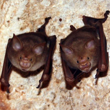 QuadBlaster QB-4 | Ultrasonic Bird Deterrent | Bird-X