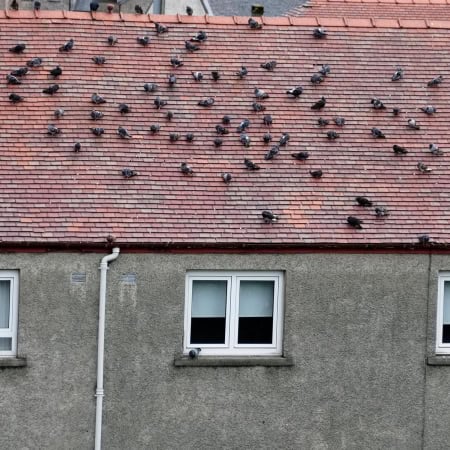 The Bird Control Toolbox: Bird Deterrents and Bird Exclusion Devices