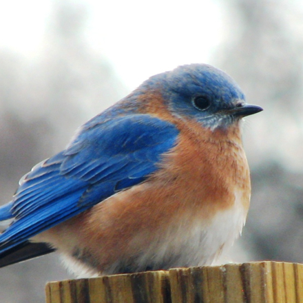 Songbird Magnet | Electronic Device Attracts Birds | Bird-X