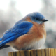 Songbird Magnet | Electronic Device Attracts Birds | Bird-X