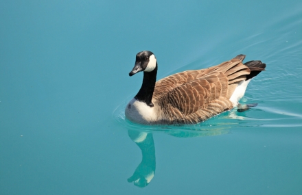 Goose Control: Getting Ahead of Molting Season - Bird-X
