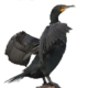 Cormorant Control | Cormorant Deterrents | Bird-X