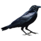Crow Deterrent | Crow Control Products | Bird-X