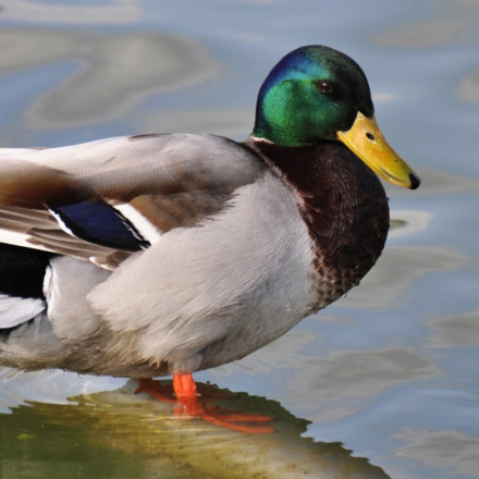 GooseBuster® | Sonic 4-Speaker Goose Deterrent | Bird-X