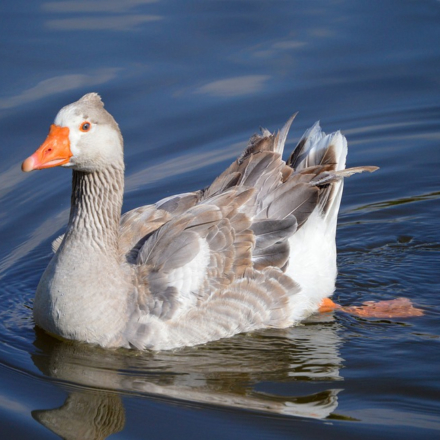 GooseBuster® | Sonic 4-Speaker Goose Deterrent | Bird-X