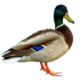 Duck Repellent & Deterrent | Duck Control Products | Bird-X