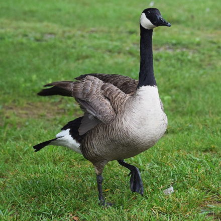 GooseBuster® | Sonic 4-Speaker Goose Deterrent | Bird-X