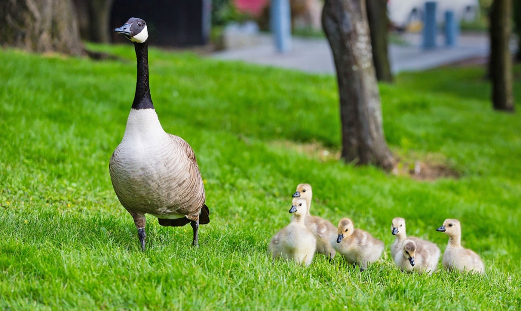 Goose Control: Getting Ahead of Molting Season - Bird-X