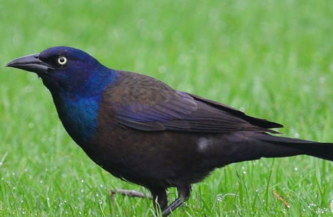 Managing Grackles: Deter One of Summer’s Most Invasive Birds | Bird-X
