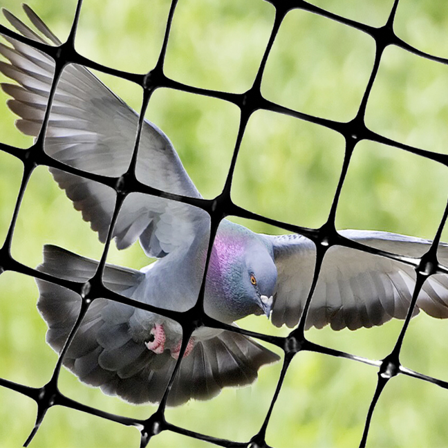 Turkey Vulture Deterrent | Vulture Control | Bird-X