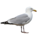 Seagull Control Products | Bird-X