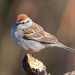 Balcony Gard | Ultrasonic Bird Control for Outdoors | Bird-X