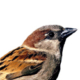 Sparrow Deterrent & Repellet | Bird-X