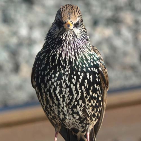Indoor Laser | Bird Deterrent Laser System | Bird-X