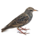 Starling Control - Bird-X