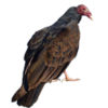 Turkey Vulture Deterrent | Vulture Control | Bird-X